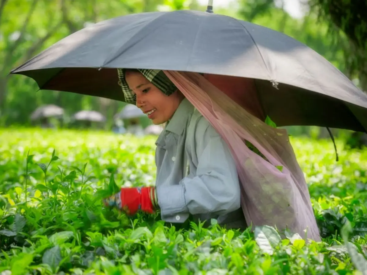 International Tea Day 2026: Which countries produce the most tea in the ...