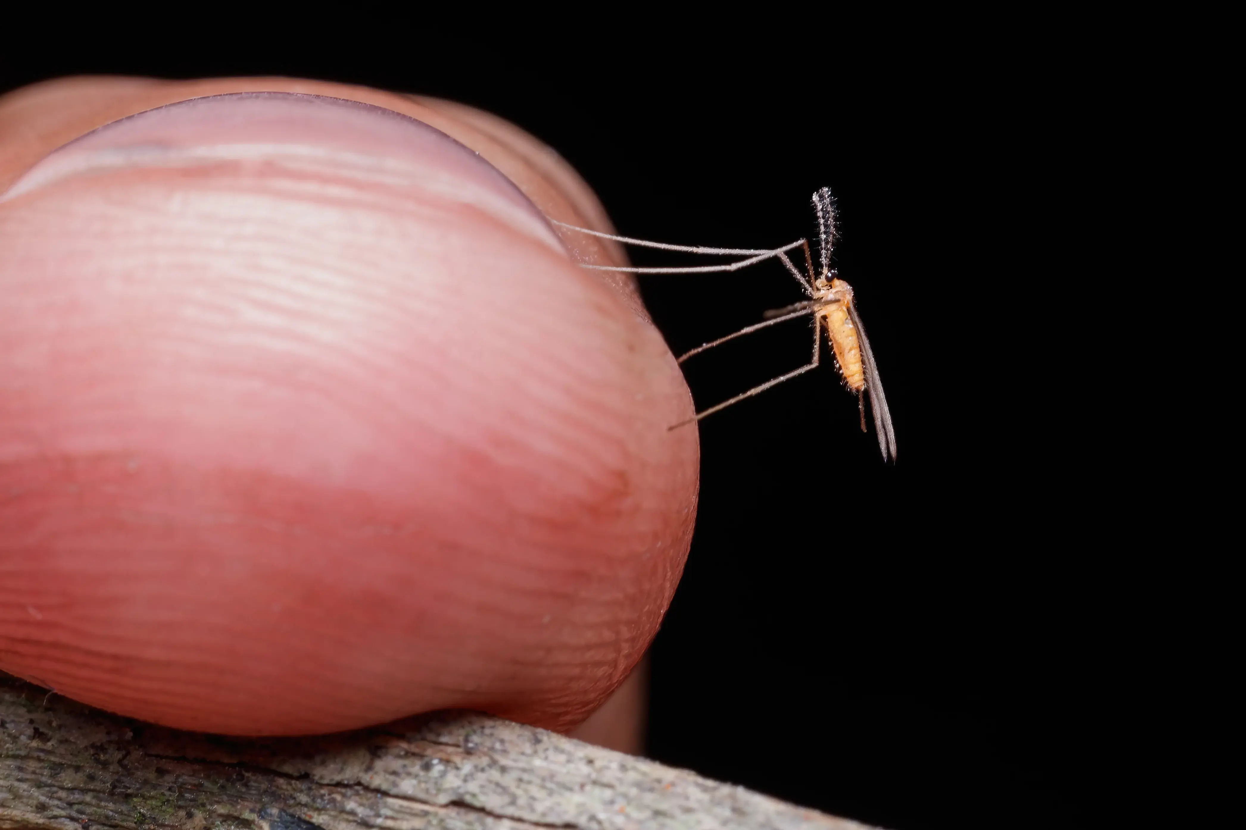 Scientists trained mosquitoes to love repellent, but don't throw away ...