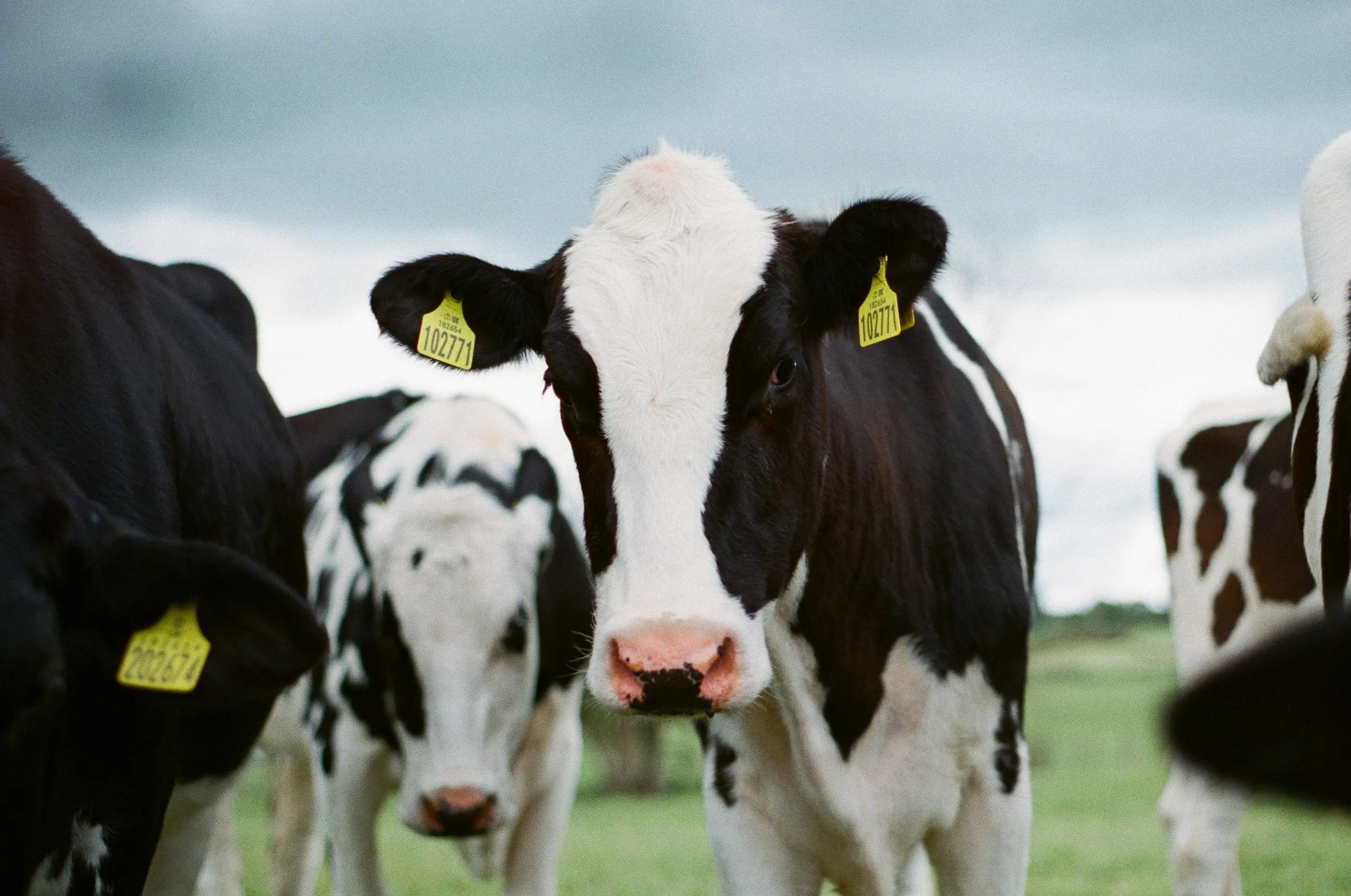 Who leads global dairy race? Top 7 milk-producing countries in world in ...