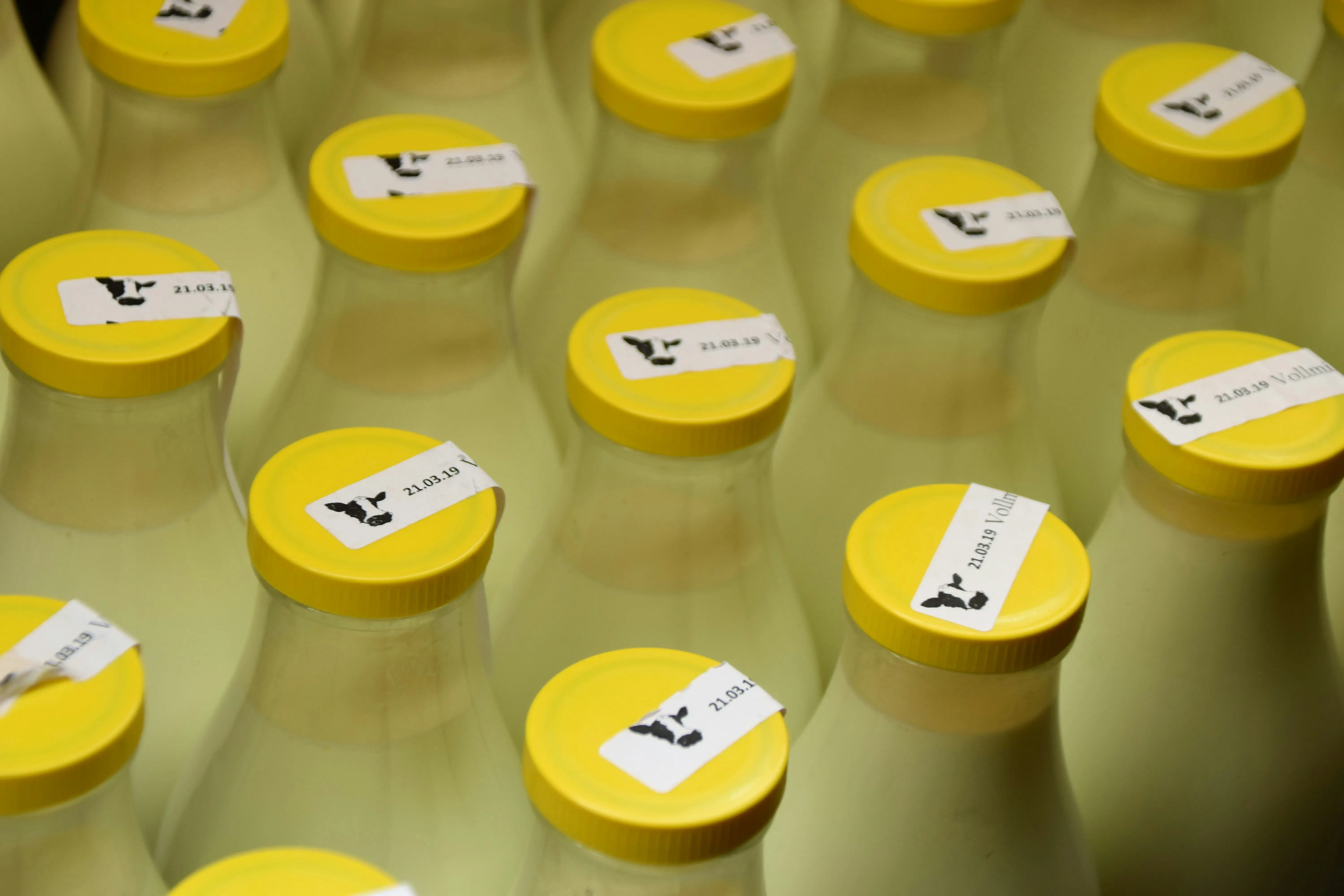 Who leads global dairy race? Top 7 milk-producing countries in world in ...
