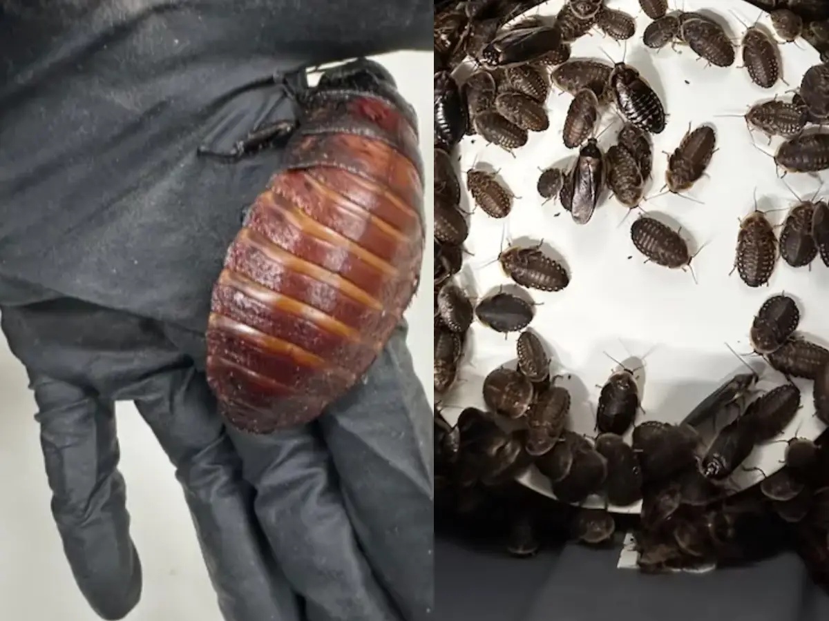 BUG BUST! 100,000 hissing cockroaches meant to feed lizards seized in ...