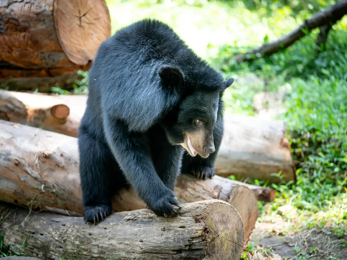 Bear on the loose in Japanese city forces closure of nearly 100 schools