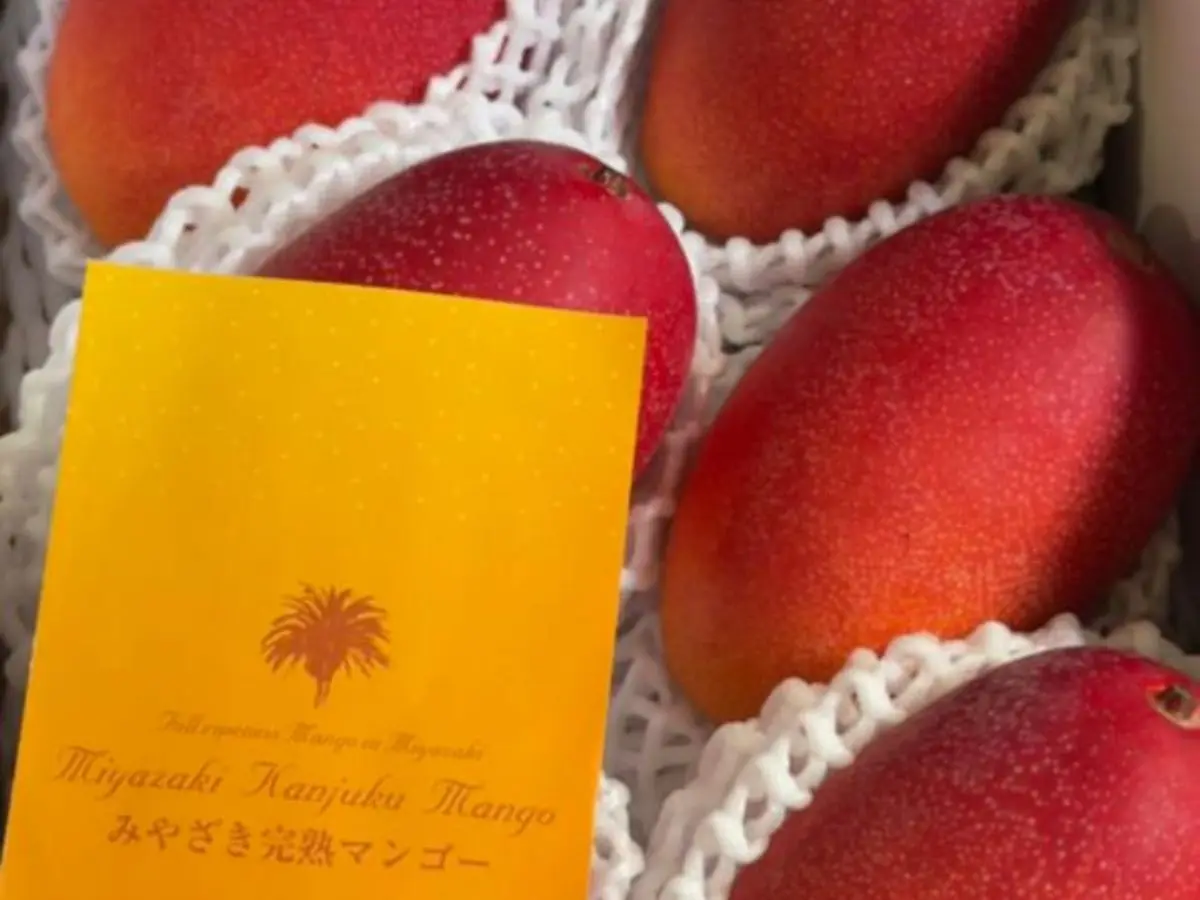 Mango worth more than gold: Ayodhya farmer grows this rare Japanese ...