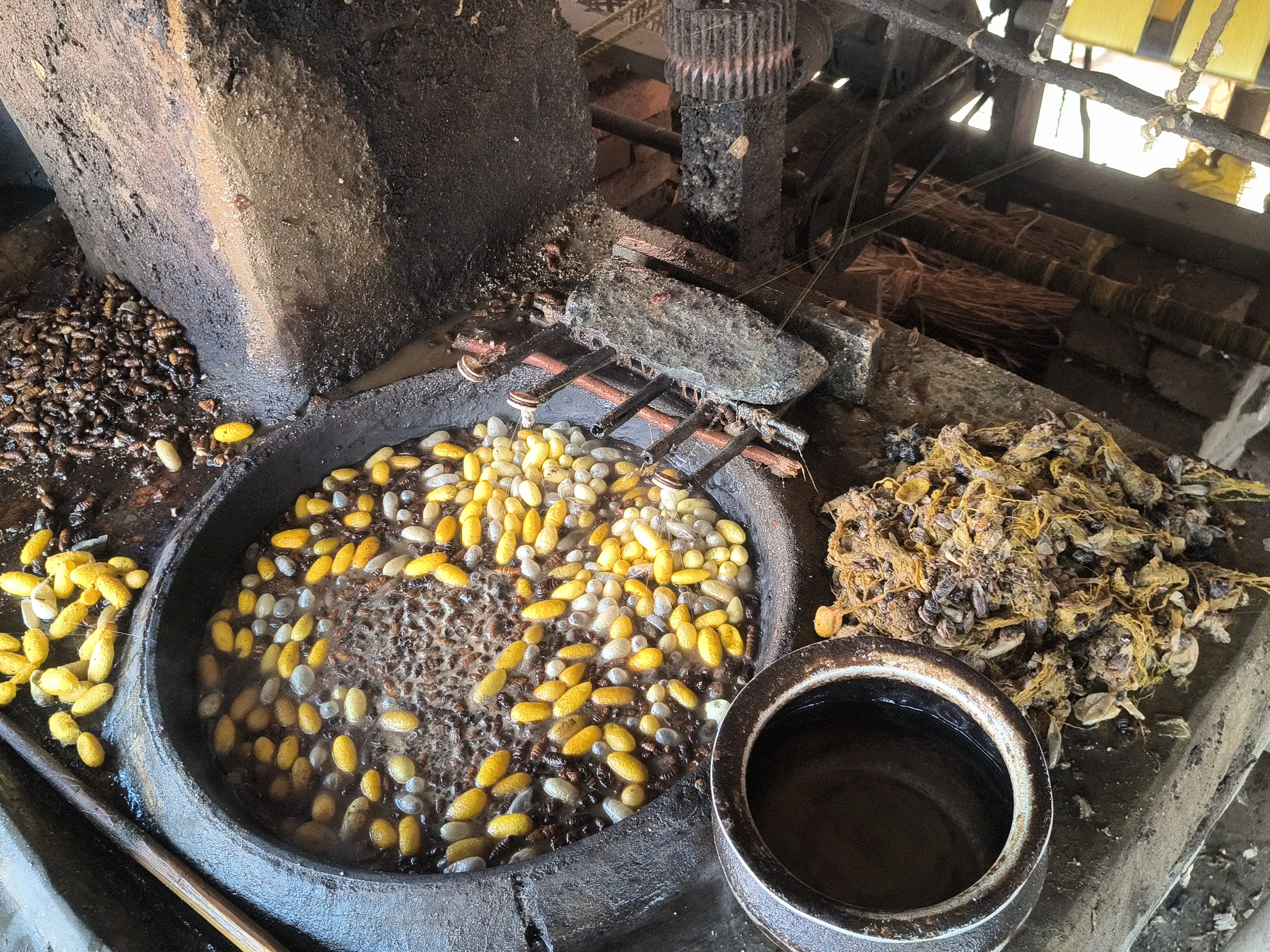 'Threads of cruelty': Caught between heritage, livelihoods and animal ...