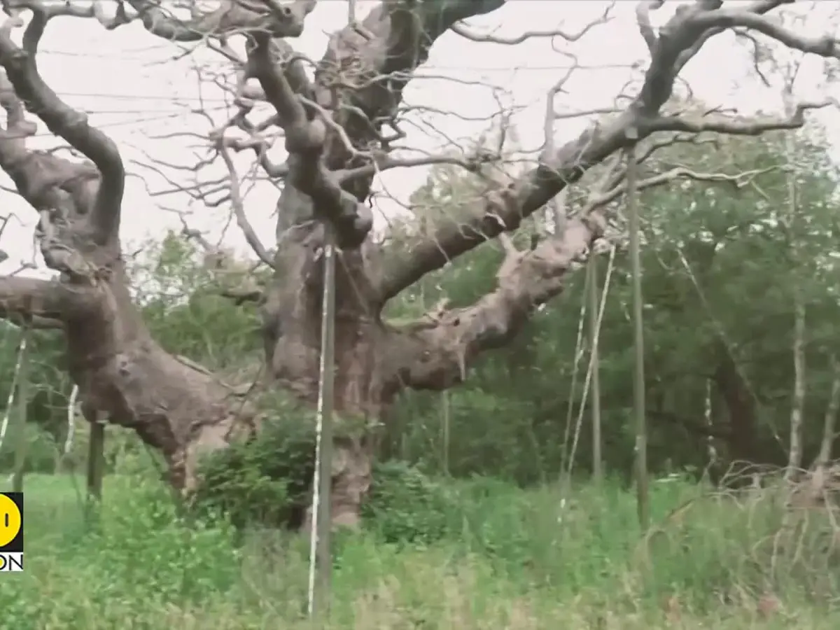 Sherwood Forest’s 1,200-Year-Old Major Oak Tree Dies