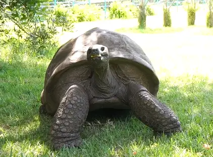 Born during queen Victoria's reign: 194-yr old tortoise named Guinness ...